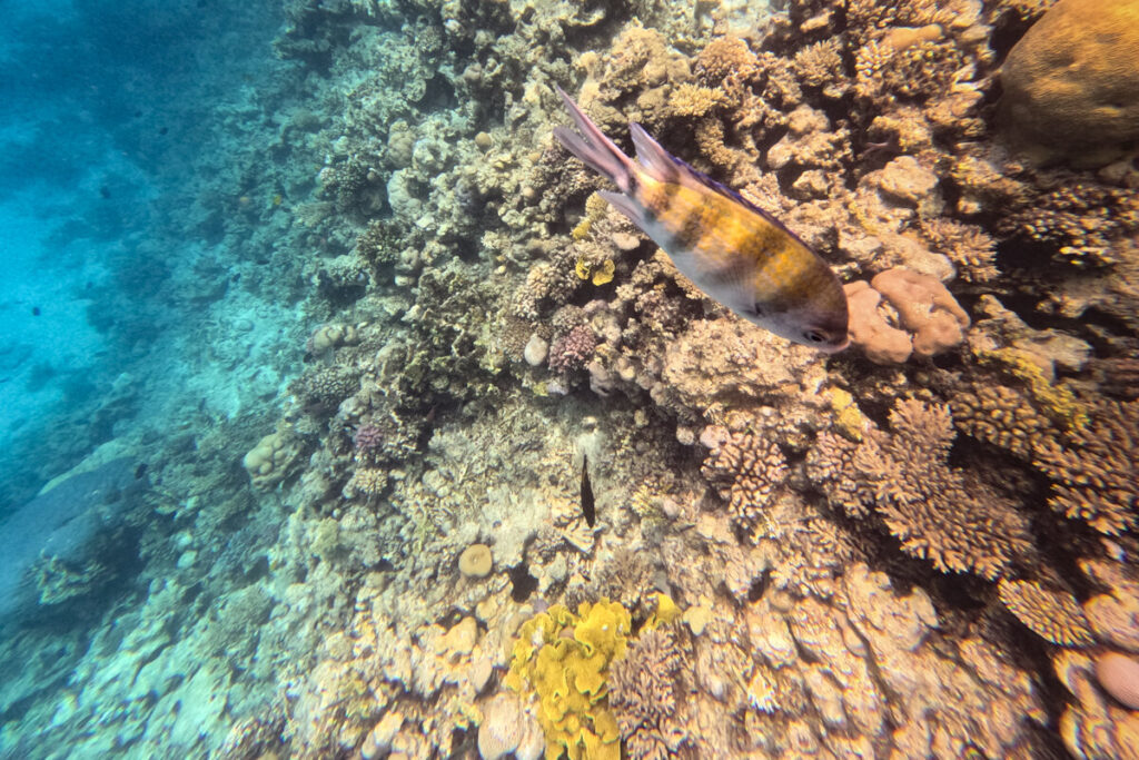 What to do in Hurghada Activities, visits & practical guide